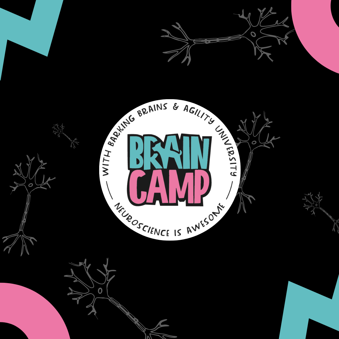 Brain Camp DISCOUNTED BUNDLE (For Alums) – Brain Camp Flix
