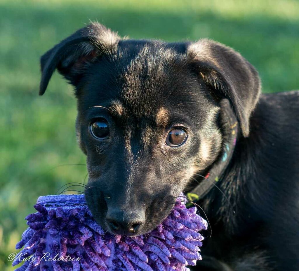 Unlocking MOTIVATION In Dogs! – Brain Camp Flix