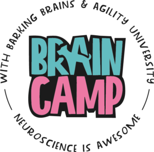 Brain Camp Flix